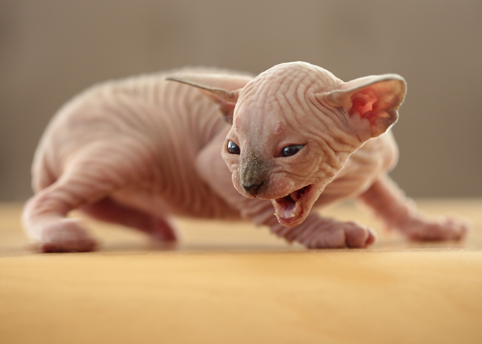 Sphynx Kittens for Sale in New York | SPHYNX.NYC
