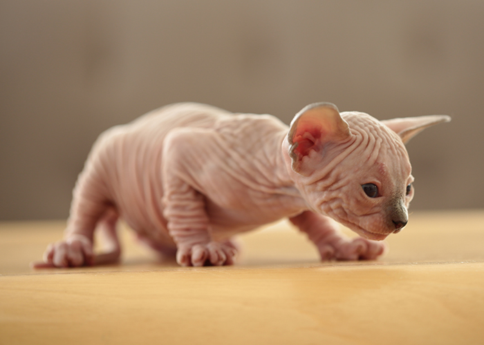 Sphynx Kittens for Sale in New York | SPHYNX.NYC
